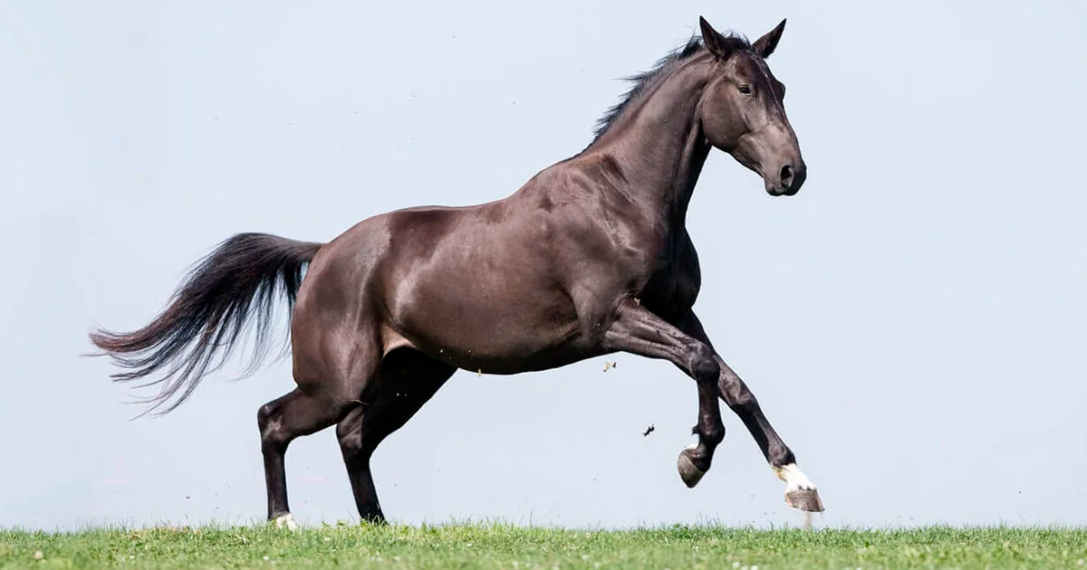 Hanoverian | Horse breed - Portrait & Profile