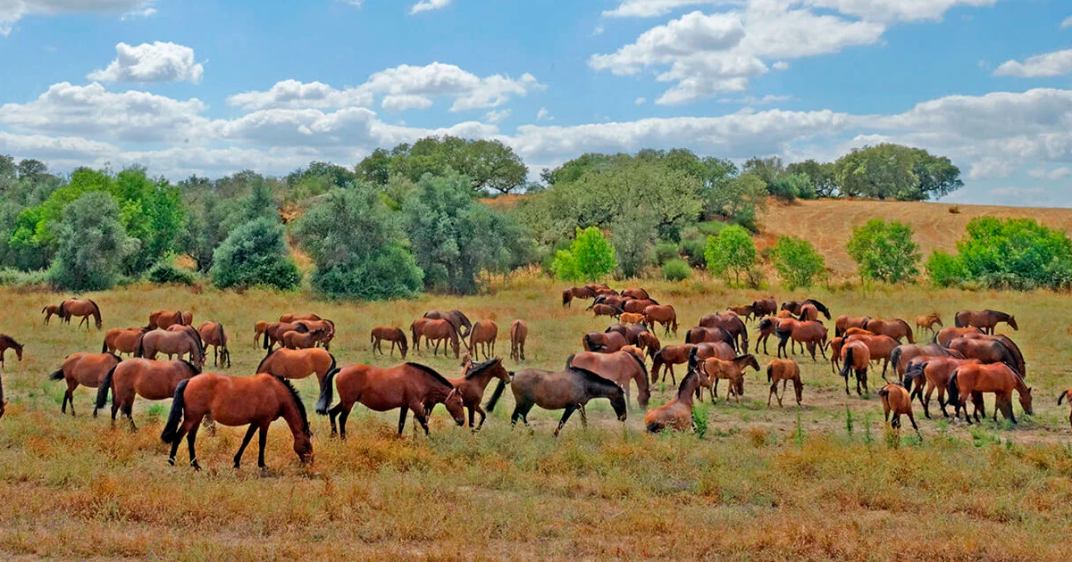 Alter Real | The elegant Iberian horse breed