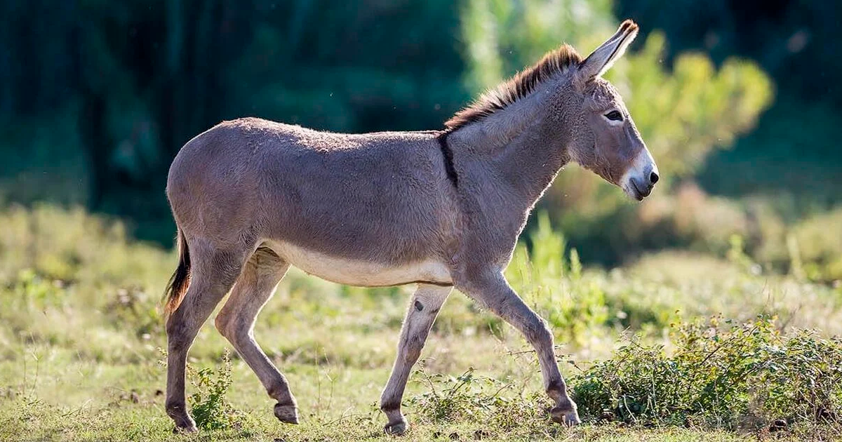 Osli | podceňovaná zvířata s dlouhýma ušima a speciálními schopnostmi