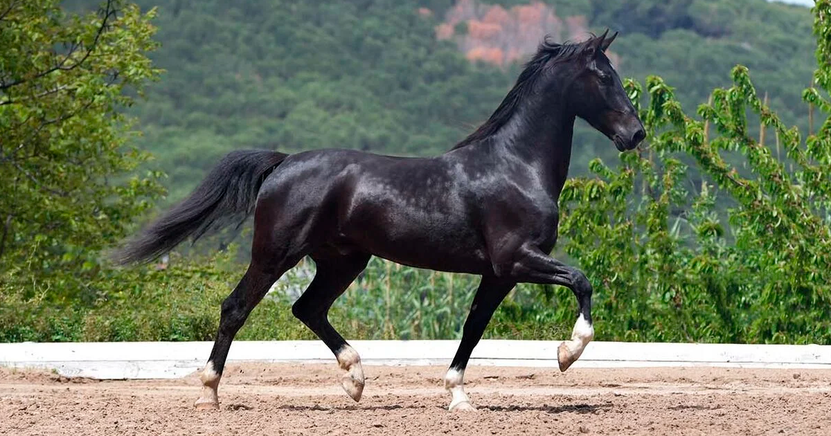 Top 15 Des Plus Beaux Chevaux Du Monde Monde Du Cheval, 45% OFF