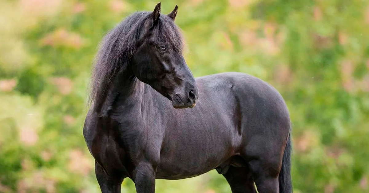 Paso Fino – gaited horses from South America