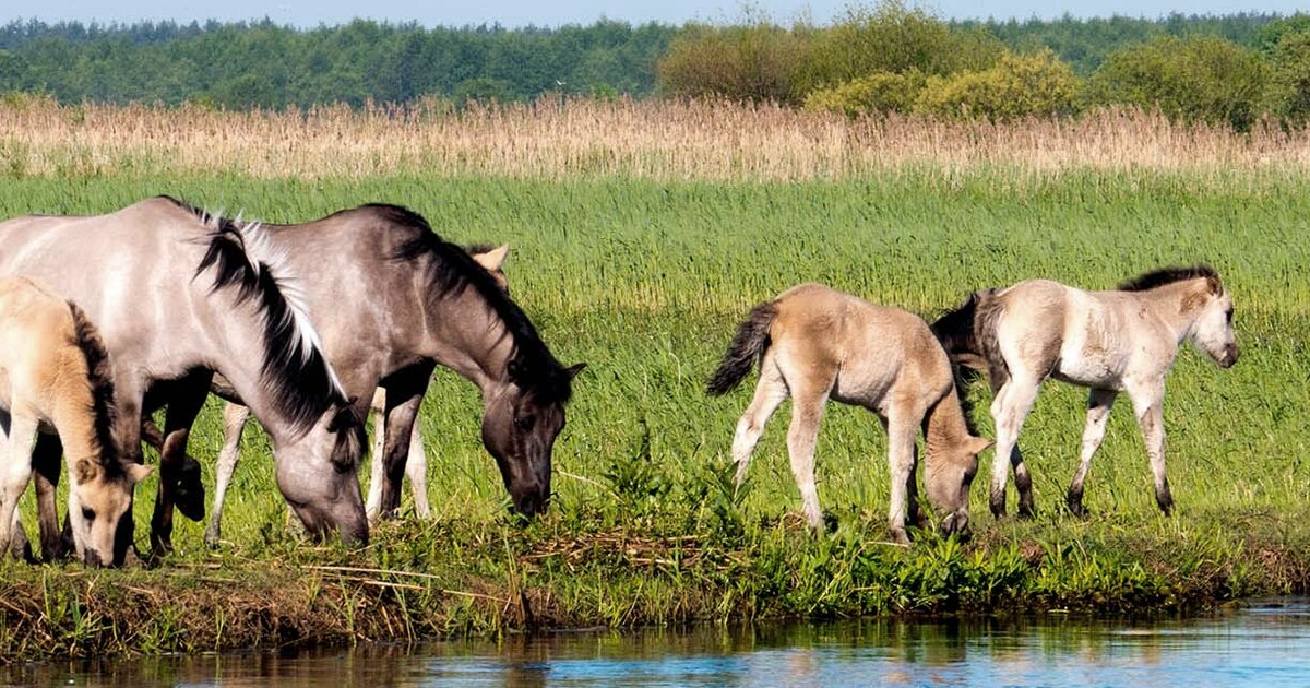 Tarpan - les chevaux domestiques « sauvages » | Portrait et profil